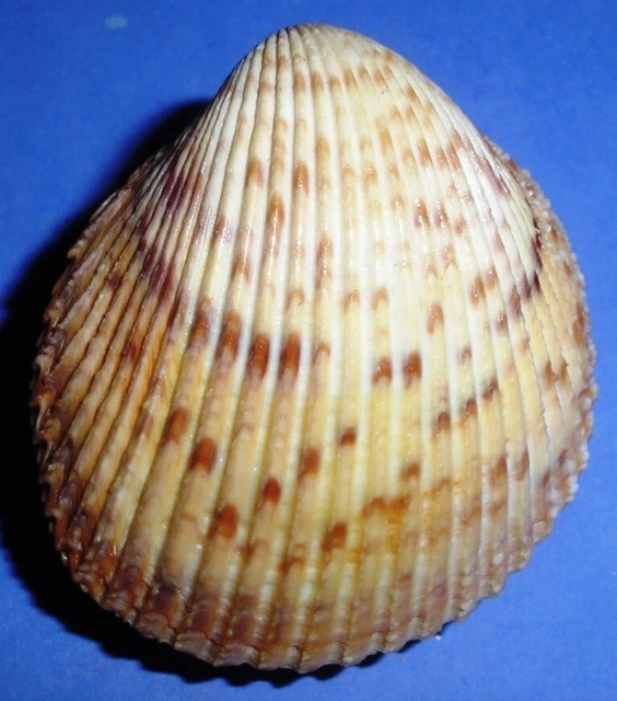 DALLOCARDIUM MURICATUM - CARDIIDAE - Brazilian Sea shell - 44mm F+/F++ ...