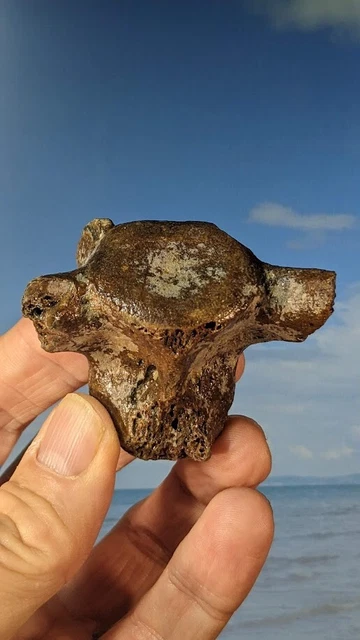 DOLPHIN VERTEBRA FOSSIL. Pleistocene Ice Age 45mm x 60mm Boxed £23.98 ...