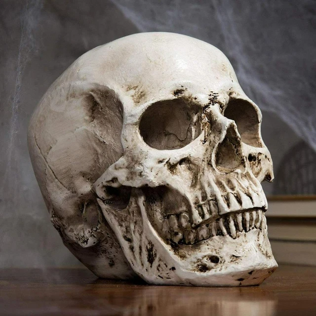 MEDICAL LIFE-SIZE HUMAN Skull Teeth Skeleton Head Skull Replica Model £ ...