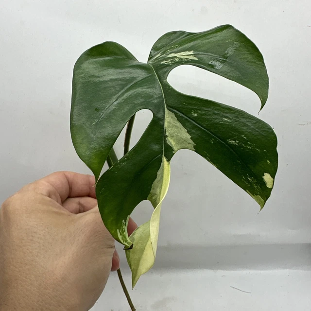 RHAPHIDOPHORA TETRASPERMA VARIEGATA - very rare variegated aroid plant ...