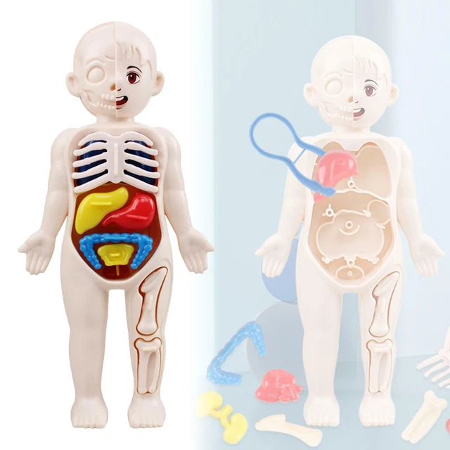 REALISTIC HUMAN BODY with Organs Educational Anatomy Model for ...