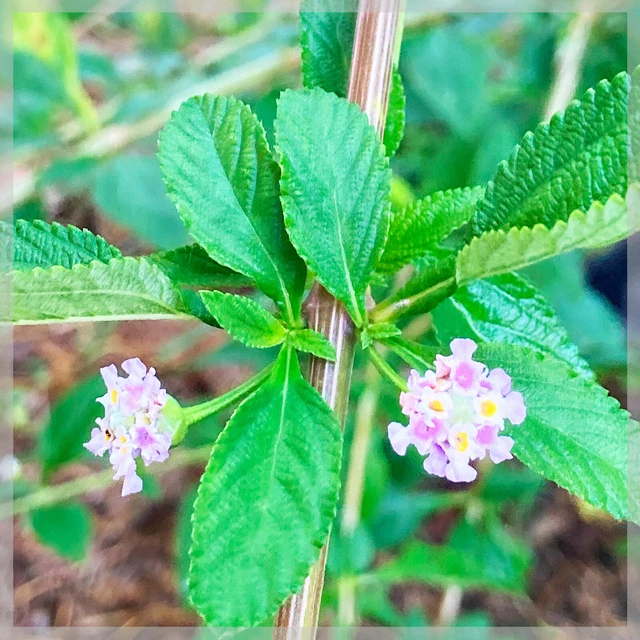 5 GRAINES DE Brisée - (Lippia alba) - Bushy matgrass seeds EUR 5,50 ...