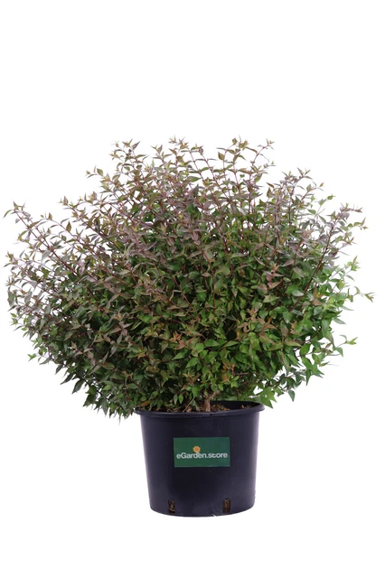 PIANTA DI ABELIA Grandiflora Compacta pianta vera cespuglio ornamentale ...