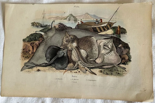 INCISION FISHES BREED Bouclee Mourine Cephaloptere E.Guerin 1839 ...