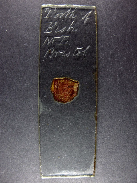 ANTIQUE MICROSCOPE SLIDE. Fossil tooth of Fish from Bristol. Uncovered ...