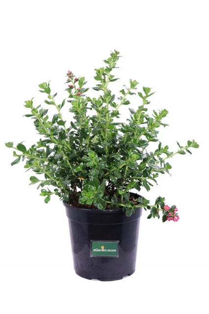 PIANTA DI ESCALLONIA X Hybrida Rubra Macrantha pianta da esterno pianta ...