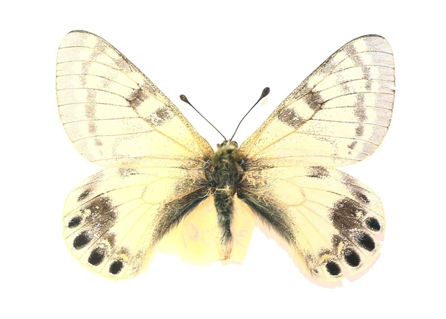 LEPIDOPTERA, PAPILIONIDAE, PARNASSIUS AUTOCRATOR, TAJIKISTAN (mounted ...