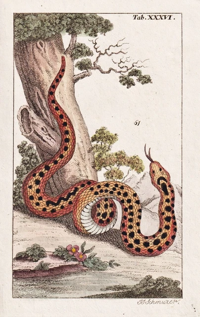 VIPERA VIPER SNAKE Schlange Natter Kupferstich engraving Wilhelm 1820 ...