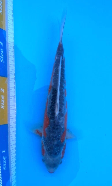 KOI CARP SHUSUI Japanese 35cm/14" Fully Quarantined High Grade 70/24 £ ...