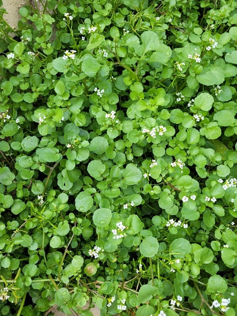 POND PLANT, WATERCRESS 12 plants, oxygenating, Algae, Bog Plants. £6.89 ...
