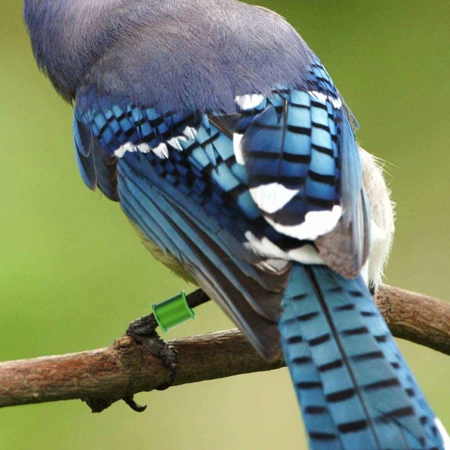 200 PCS Pigeon Racing Marker Homing Pigeon Leg Rings Colorful Bird Leg ...