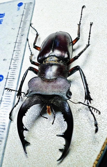 CERAMBYCIDAE LUCANIDAE COLEOPTERA Beetles Lucanus China $500.00 ...