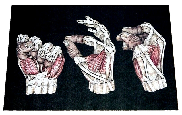 ANATOMICUM POSTCARD - Muscles Of The Hand Showing: Power, Pincer ...