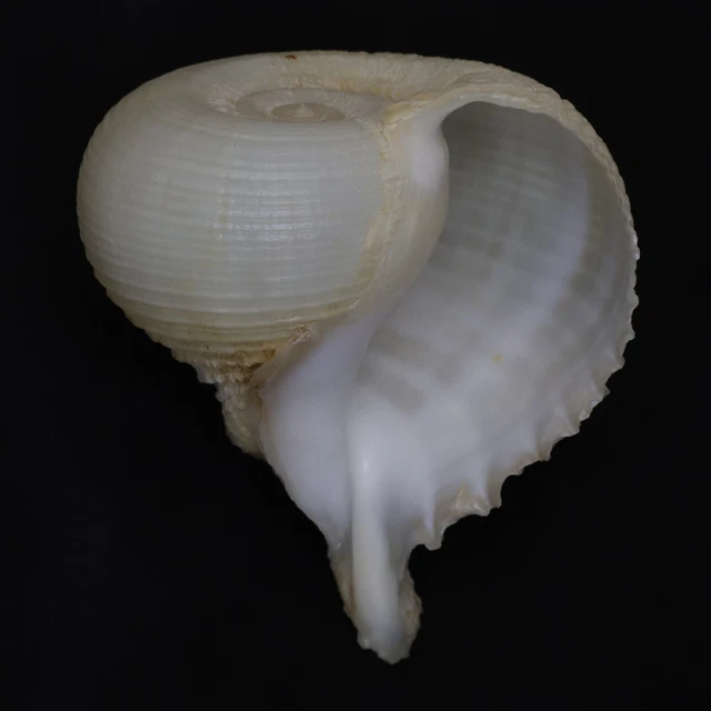 RAPA RAPA 80MM MS1498 Sea Shells Seashells Exotic Display Home Beach ...