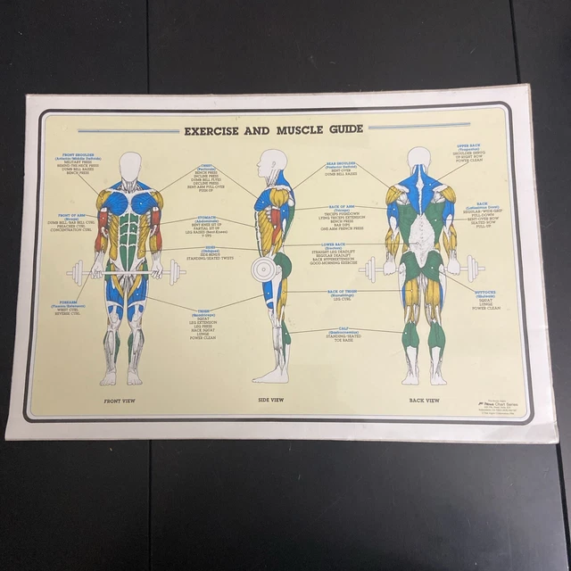 VINTAGE BRUCE ALGRA Fitness Chart New Exercise Anatomy Chart Muscle ...