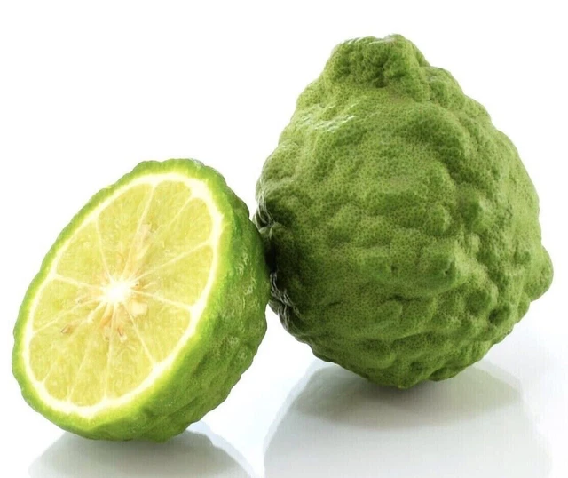 7 GRAINES BIO de CITRON KAFFIR/COMBAVA du CONGO citrus Hystrix citron ...