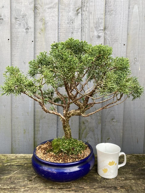 BONSAI TREE ITOIGAWA Juniper Japanese Imported Shaped Evergreen Bonsai ...
