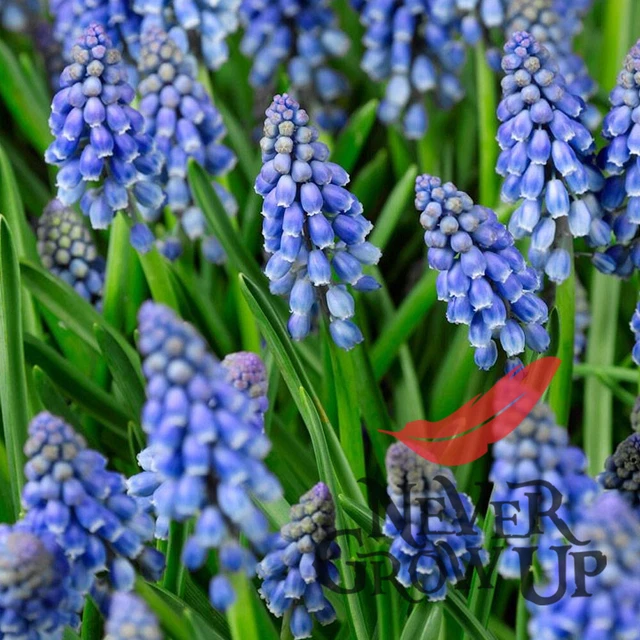 [NGU🪶] MUSCARI ARMENIACUM Grape Hyacinth Bulbs/Corms Perennial Spring ...