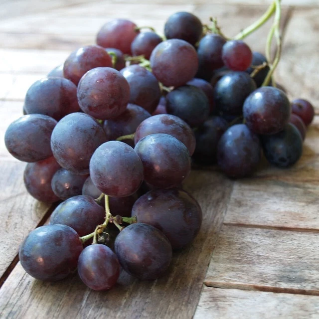 WEINREBE WEINSTOCK KYOHO Vitis vinifera grosse blaue Pflaumentraube 60 ...