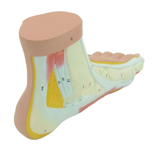 SIMULATION HUMAN FOOT Model Anatomy Learning Life Size for Educational ...