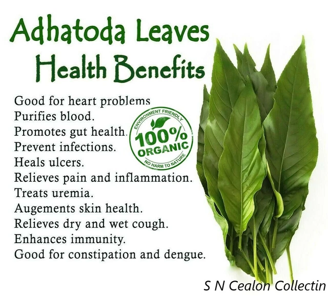 FOGLIE PAWATTA 100% Naturali Essiccate Justicia Adhatoda Fresche Ceylon ...