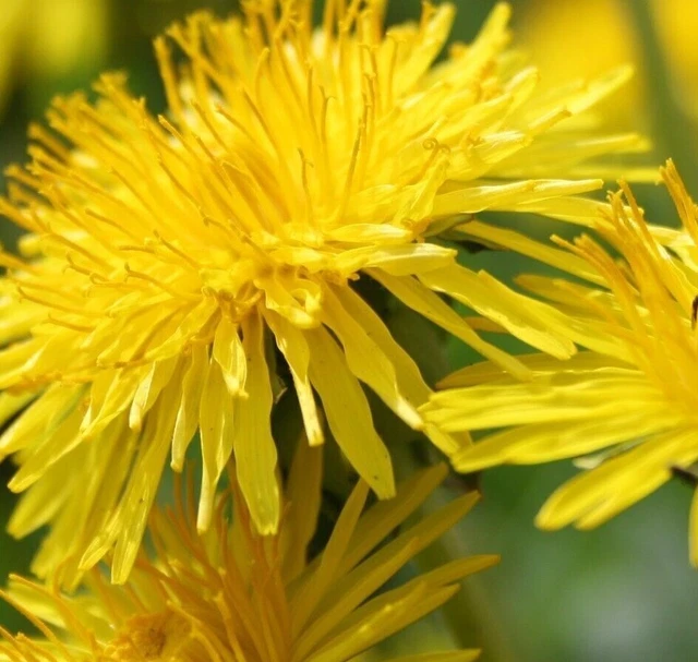 DANDELION LEAF POWDER Tea High Quality Loose Leaf Tea Grade - Herbal UK ...