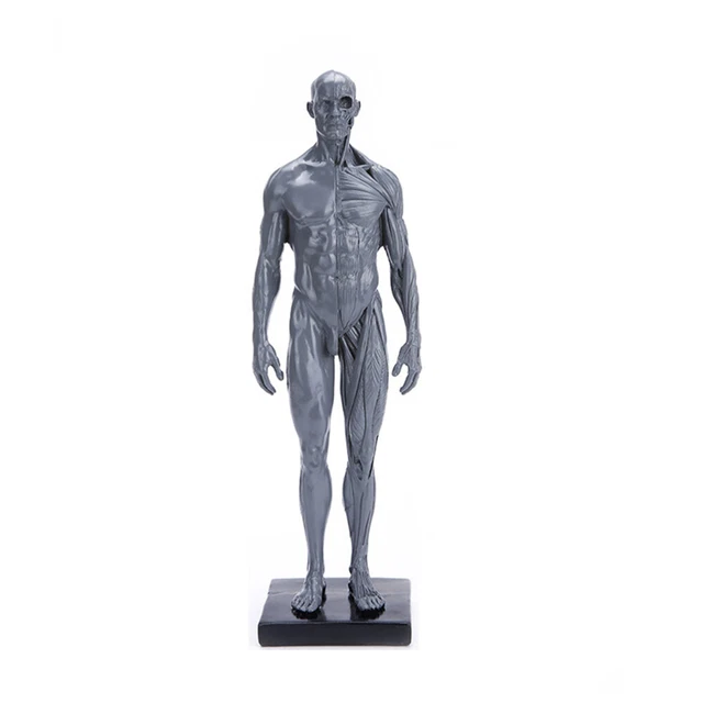 ART MANNEQUIN HUMAN Anatomy Figure Human Skin Model Drawing Figures £39 ...
