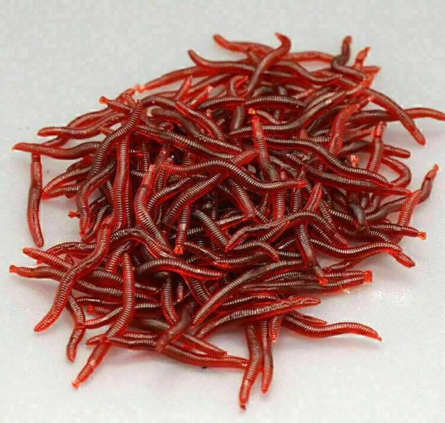 100 X SOFT Red Earthworm Fishing Bait Worm Lures Crankbaits Hooks Baits ...