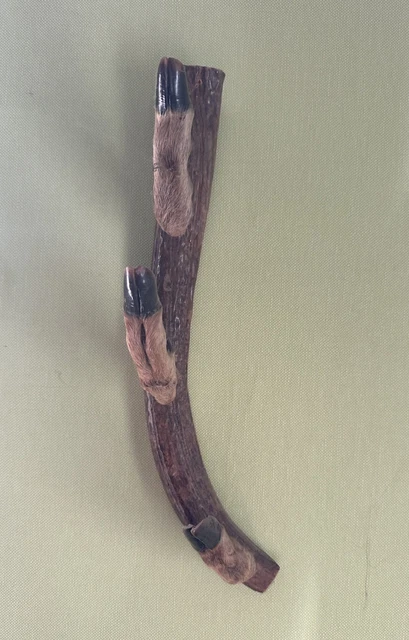 PORTE-FUSIL PATERES 3 places Pattes chevreuil Corne Et Bois Chasse ...