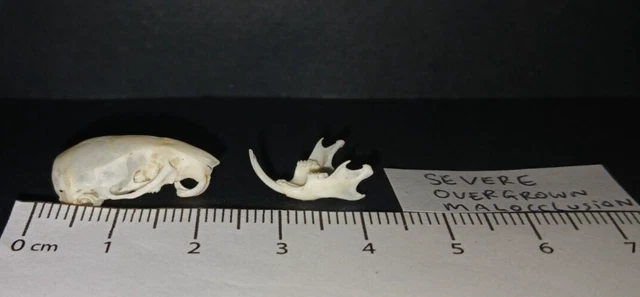 GENUINE MALOCCLUSION HOUSE Mouse Skull (Mus musculus domesticus) bone ...