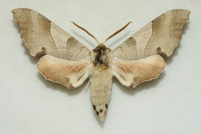 SPHINGIDAE - MARUMBA quercus - male - Iraq £10.00 - PicClick UK