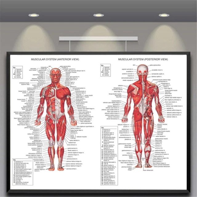 MUSCLE SYSTEM POSTER acupoint Anatomy Chart Human Body Educational Home ...