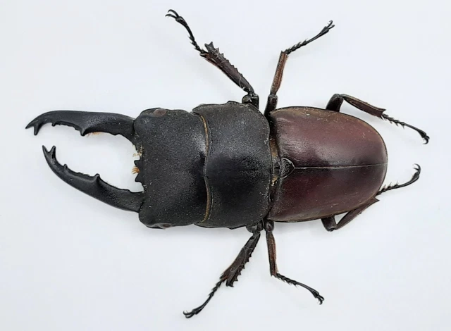 SERROGNATHUS (DORCUS) TAURUS cribriceps, A1, 54+ mm, XL, #LD329 EUR 27 ...