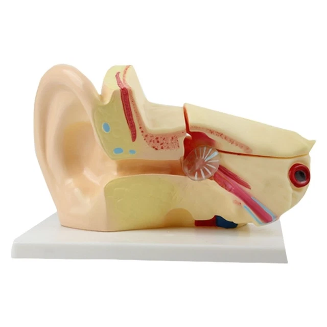 PROFESSIONAL HUMAN INNER Ear Anatomy Model Anatomical ENT Anatomy For ...