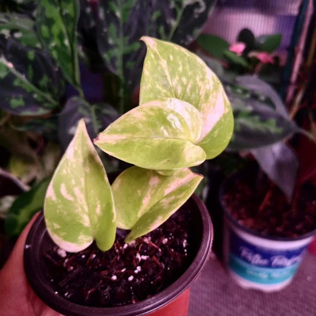 RARE VARIEGATED Neon Pothos Epipremnum Aereum. Exact Plant 3.5" Pot $25 ...