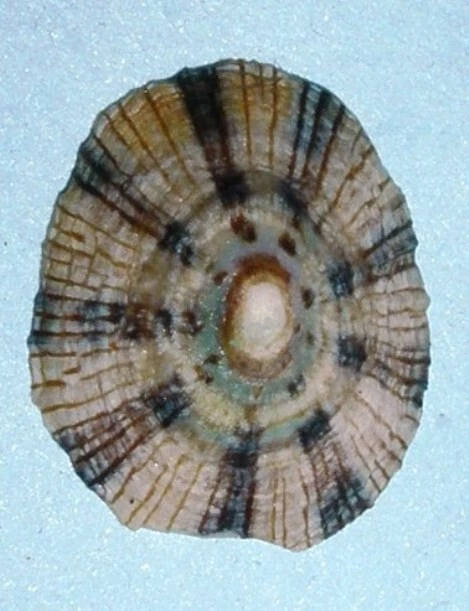PATELLOIDA PYGMAEA - LOTTIIDAE - Philippines Seashell - 12.5mm F+/F++ ...