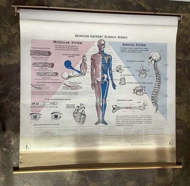 VINTAGE 60S MUSCULAR Skeletal System Pull-Down Medical Chart Dennoyer ...
