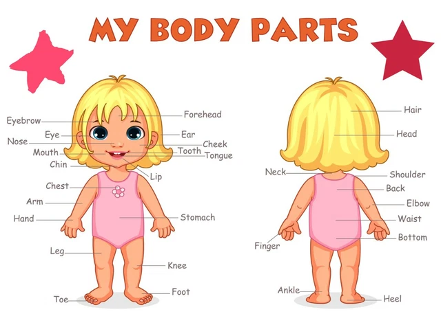 BODY PARTS A4 Size Laminated Card Boys/ Girls Anatomy Learning Kids ...