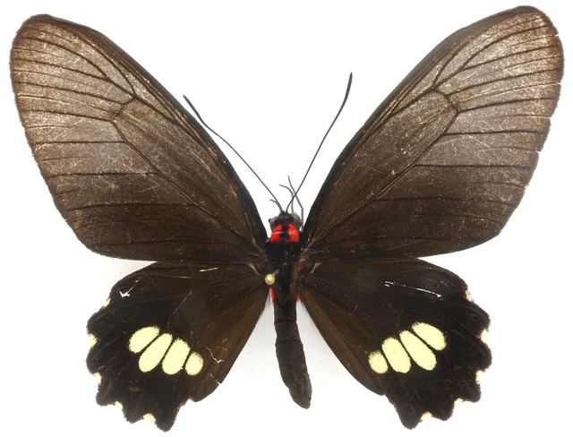 PARIDES AENAS BOLIVAR Female From Loreto, Peru EUR 5,00 - PicClick DE