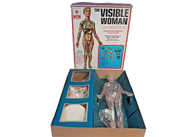MAQUETTE RENVAL VISIBLE WOMAN HUMAN BODY ANATOMY ANCIEN JOUET VINTAGE ...