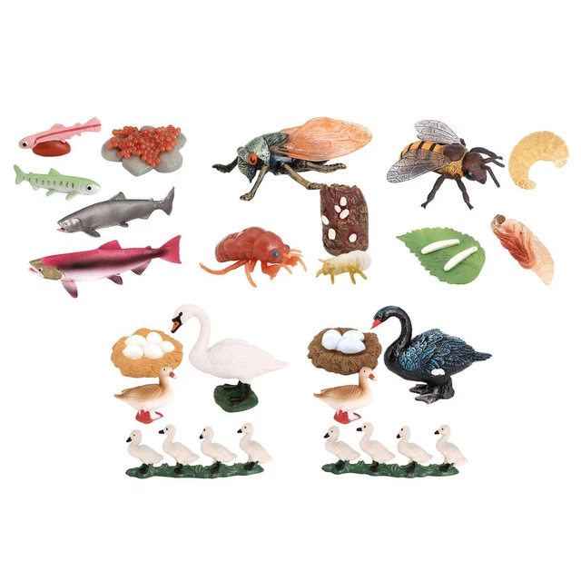 1 SET ANIMAL Life Cycle Stages Classroom Teaching Accessories 1-set-animal-life-cycle-stages-classroom-teaching-accessories