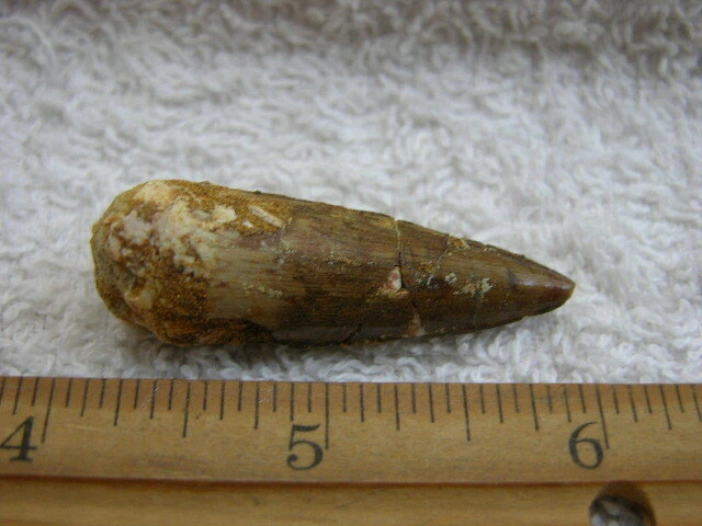 DINOSAUR FOSSIL TOOTH Spinosaurus Cretaceous Era bigger 1.5-2.5 inch ...