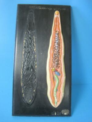 VINTAGE MUELLER WARD Models Classroom Anatomy Science Hand Painted ...