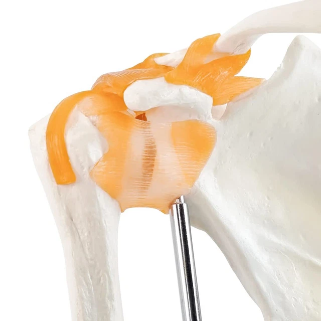 Shoulder Joint Anatomy Diagram
