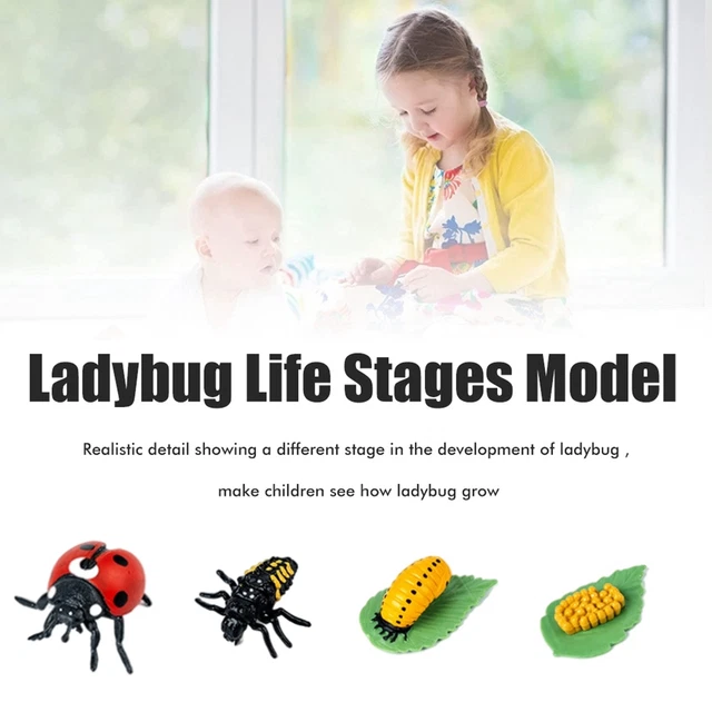 INSECTS LIFE CYCLE Kit Stages Of Insect Fun For School £14.51 - PicClick UK