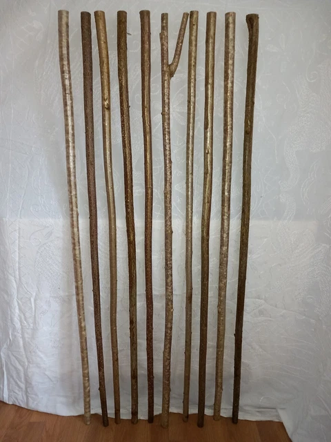 10 X HAZEL Shanks (Walking Stick Making. Wood & Country Crafts) ( Lot ...