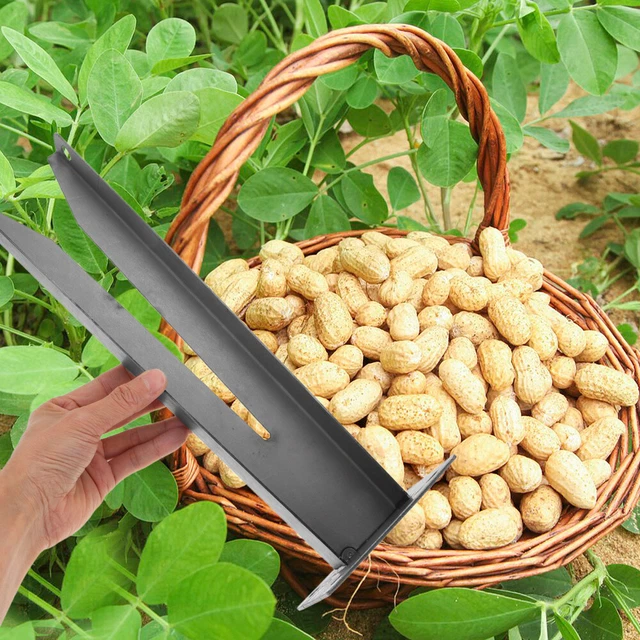 PEANUT PICKER DEVICE Manual Peanut Removing Tool Floor Peanut Tool £26. ...
