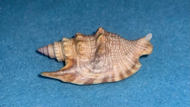 STROMBUS HAWAIIENSIS - a magnificent gem rare Stromb from Hawaii $5,354 ...