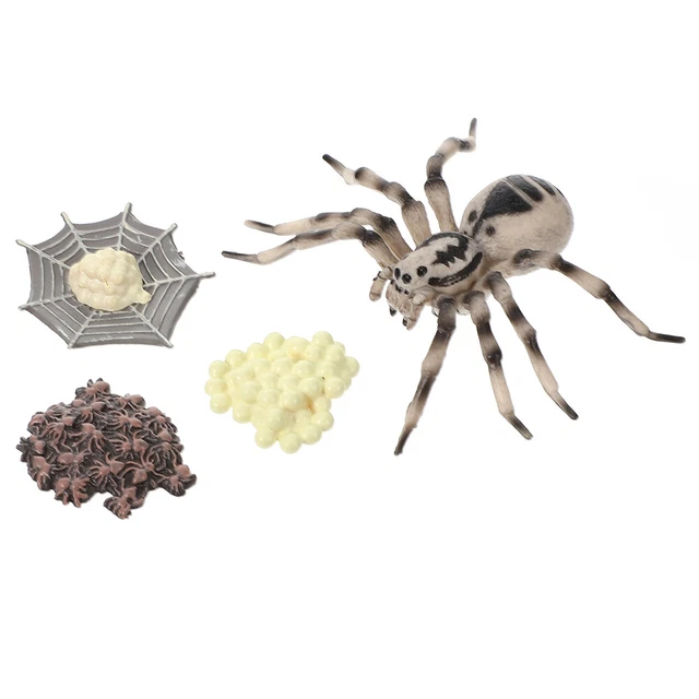 LIFE CYCLE OF Spider Figurines Spider Life Cycle Figures Toys £6.65 ...