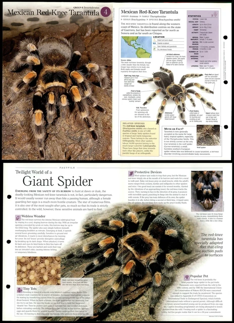 MEXICAN RED-KNEE TARANTULA #4 Invertebrates Discovering Wildlife Fact ...